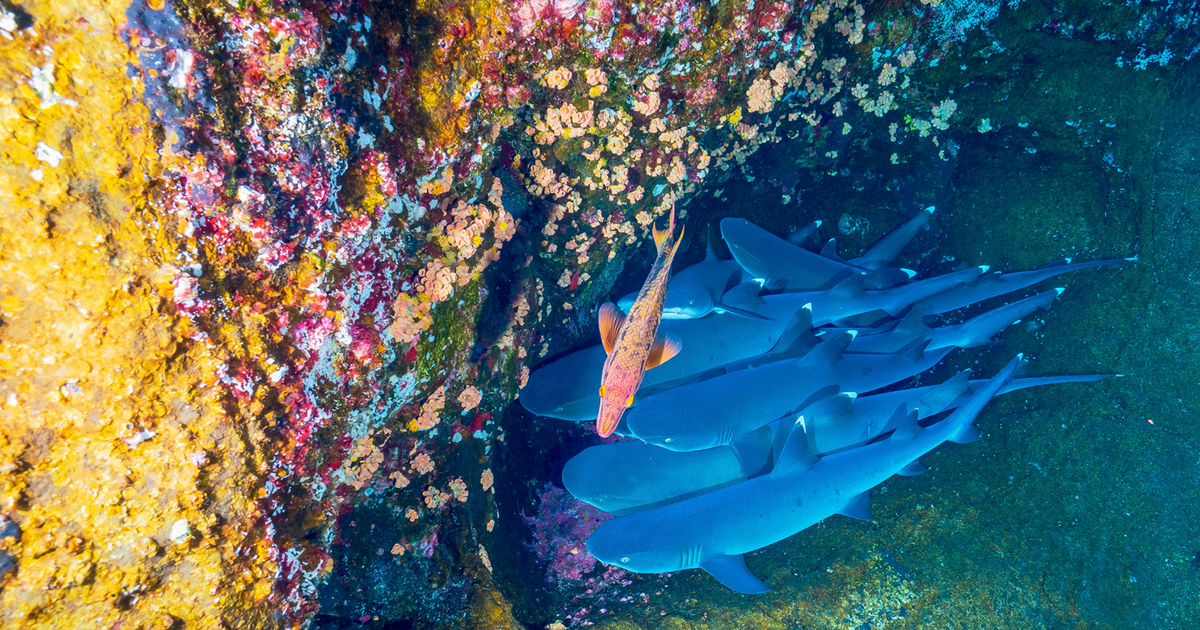 The World’s Coral Reefs Are Dying And Why You Should Care – Follow Your ...