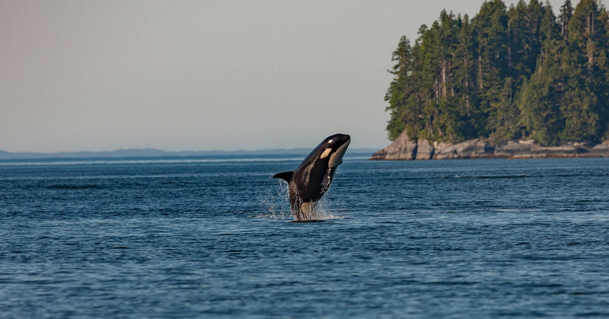 Meet the Loneliest Orca in the World: Lolita – Follow Your Legend